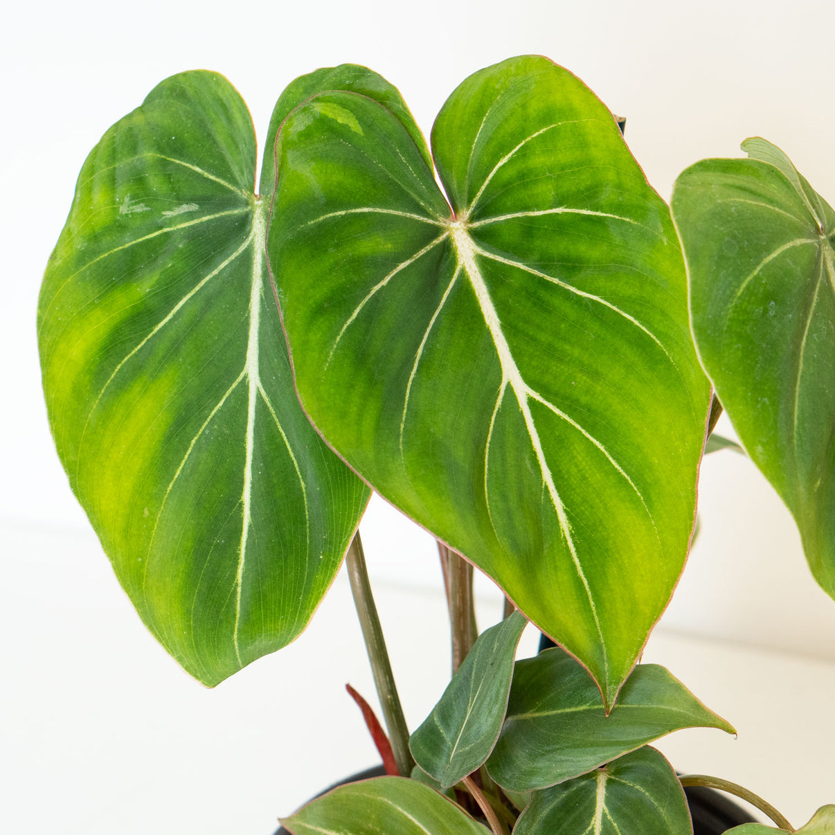 Philodendron Gloriosum | Gloriosum in 6” Pot | Rare Unique Potted ...