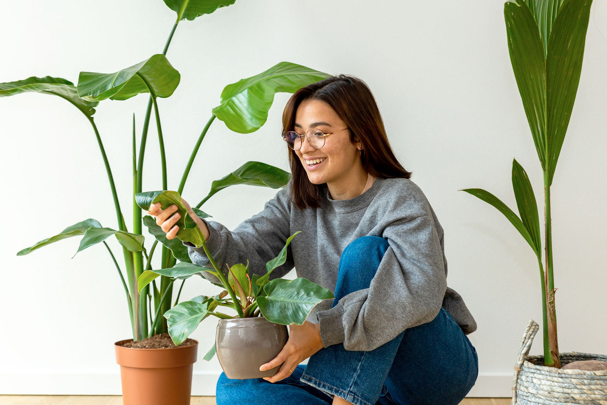 Ficus Retusa | Bonsai Ficus Retusa S-Shape in 8” Pot - Potted Ficus ...