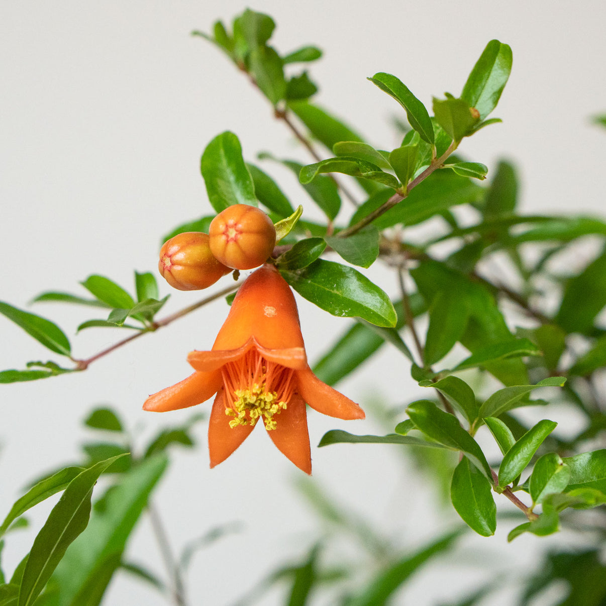 Pomegranate Tree | Pomegranate Plant in 6” Pot | Trendy Fruit Indoor ...