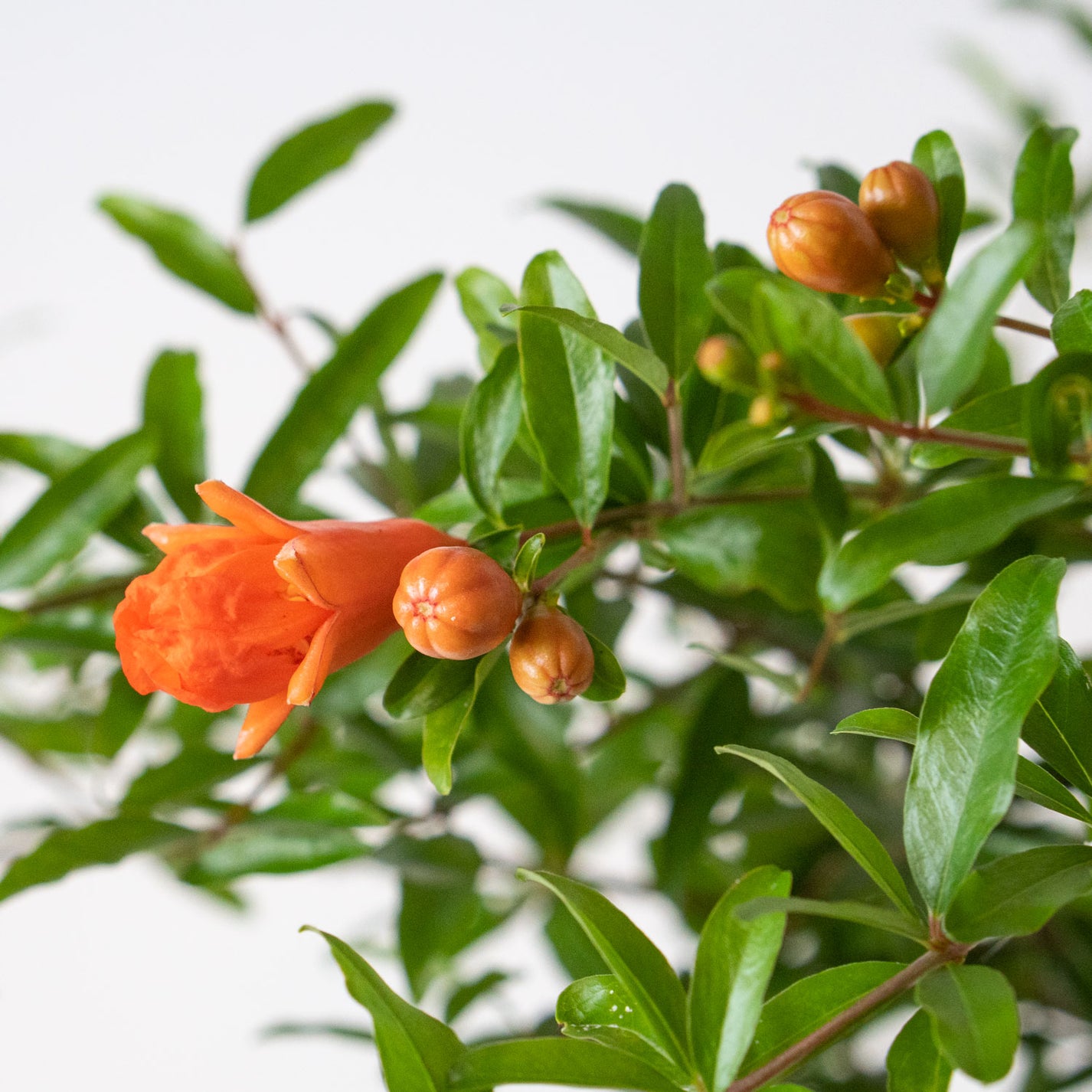 Ornamental Pomegranate | Pomegranate Plant in 6” Pot | Trendy Fruit ...