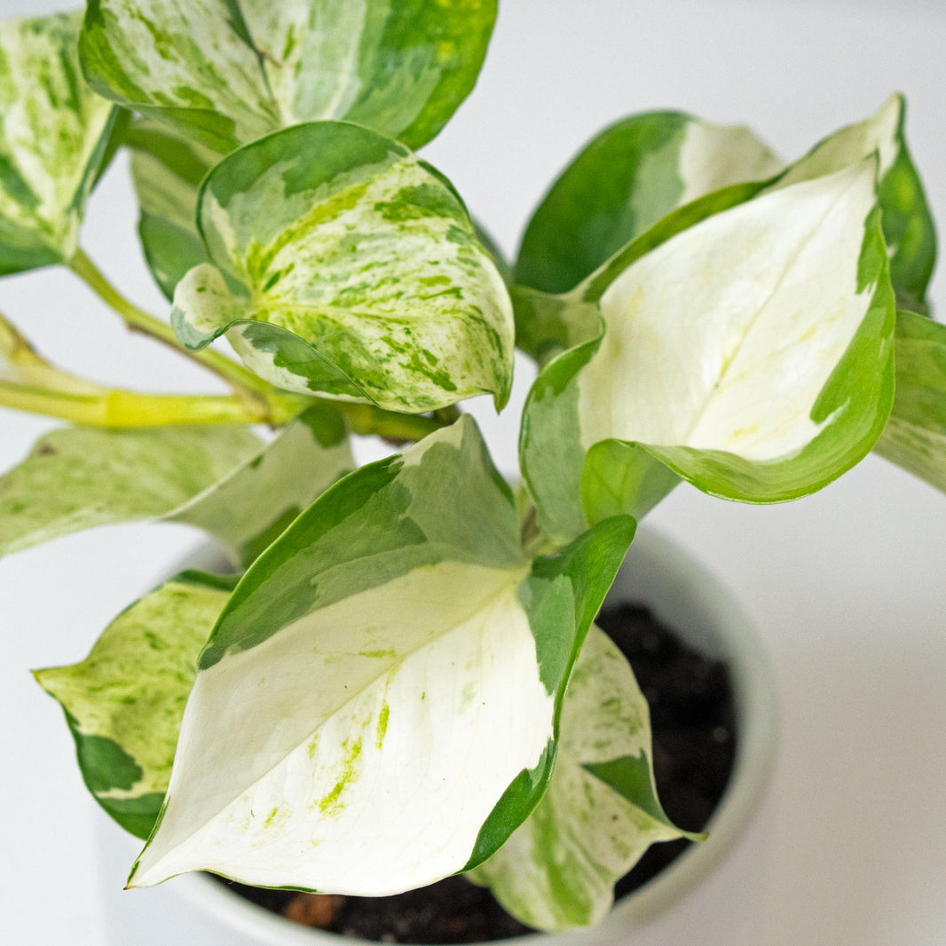 Shop Rare Plants Online - Planteia