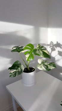Monstera Albo Variegated in 8” Pot | Rare Large Variegated Monstera ...