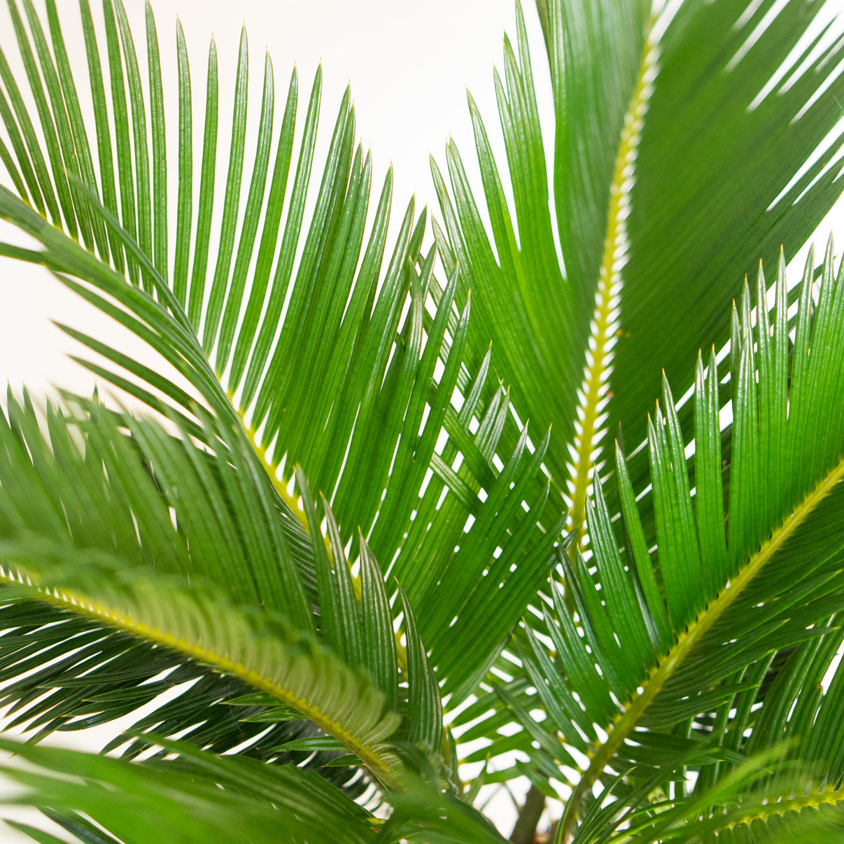 Sago Palm Cycas | Japanese Sago Palm in 6” Pot | Cycas Revoluta Palm ...
