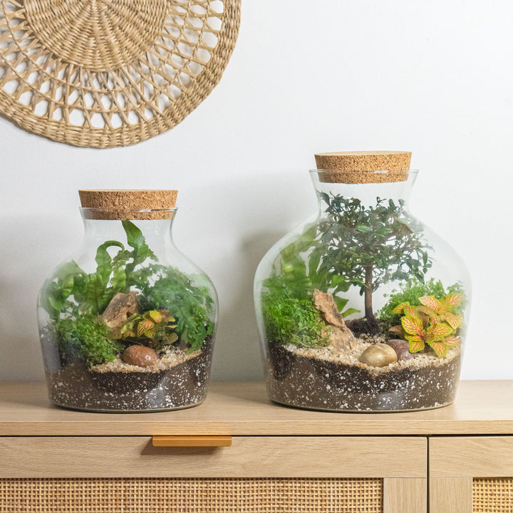Plant Terrariums - Self-Sustaining Miniature Gardens | Planteia