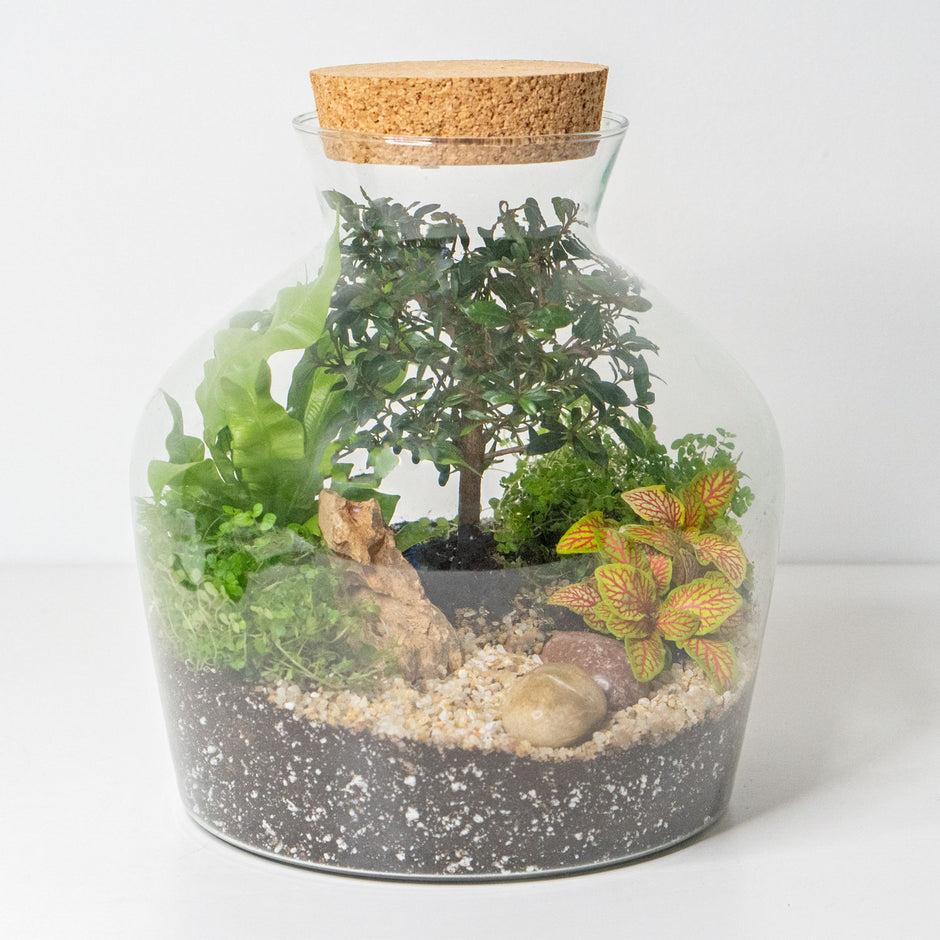 Plant Terrariums - Self-Sustaining Miniature Gardens | Planteia