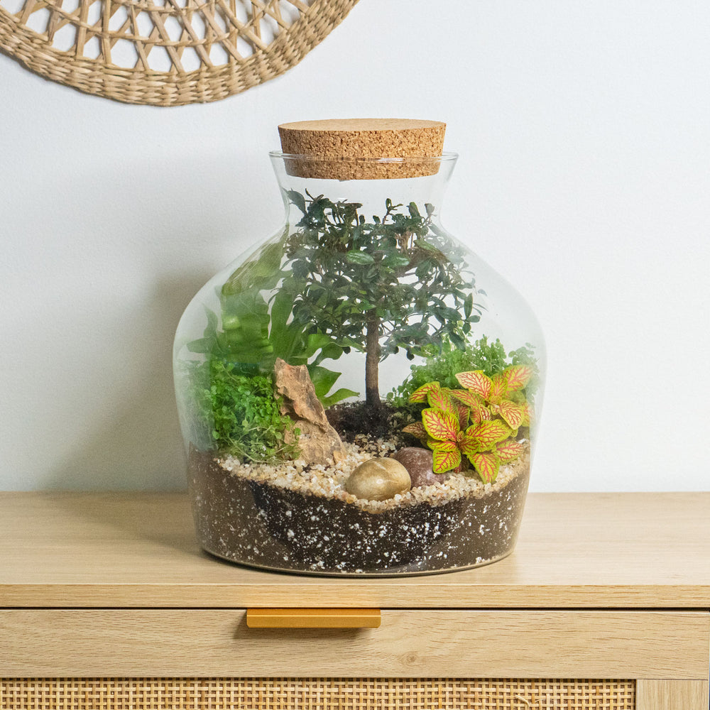 Plant Terrariums - Self-Sustaining Miniature Gardens | Planteia
