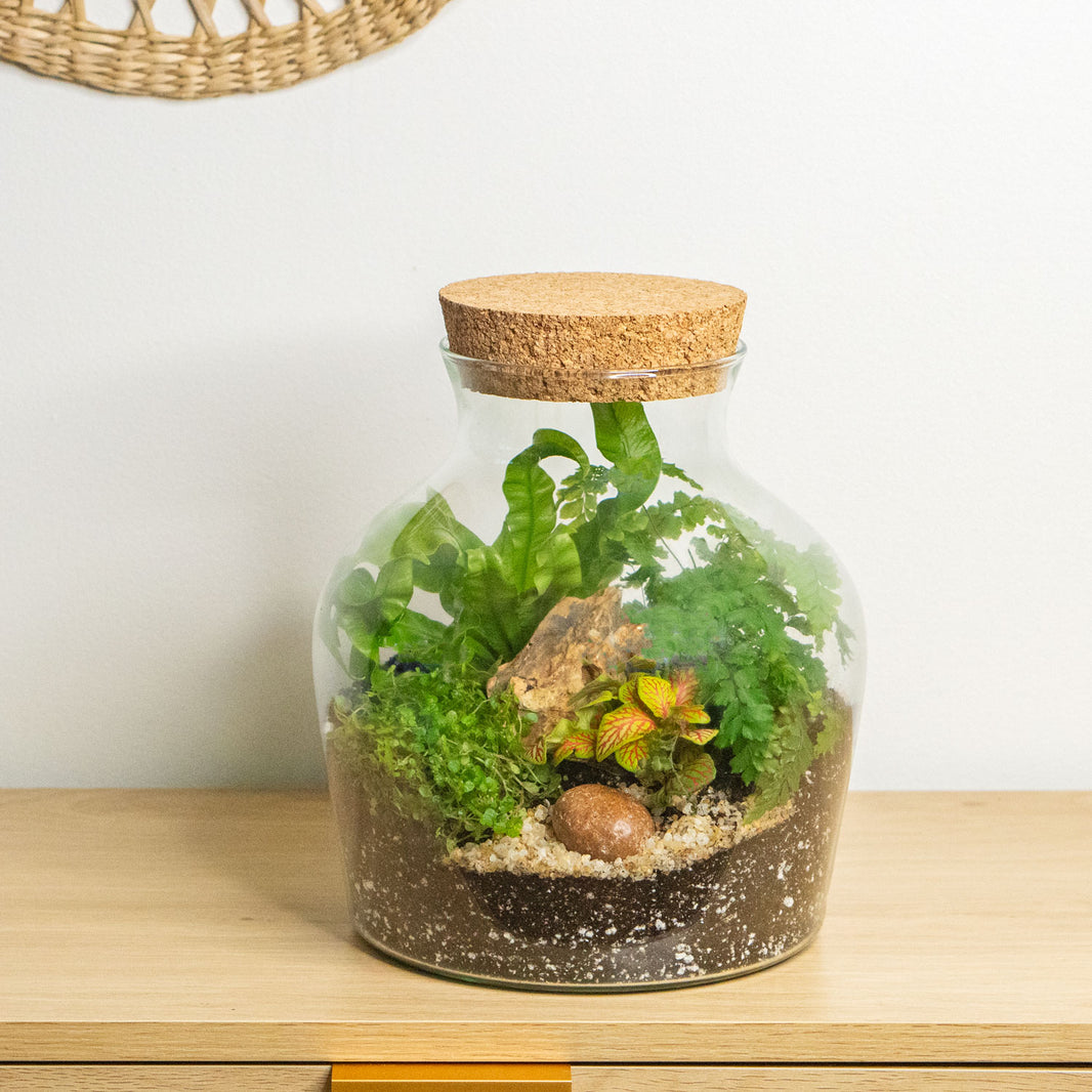 Plant Terrariums - Self-Sustaining Miniature Gardens | Planteia