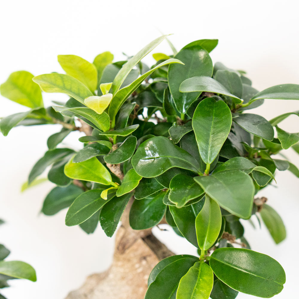 Ficus Retusa | Bonsai Ficus Retusa S-Shape in 8” Pot - Potted Ficus ...