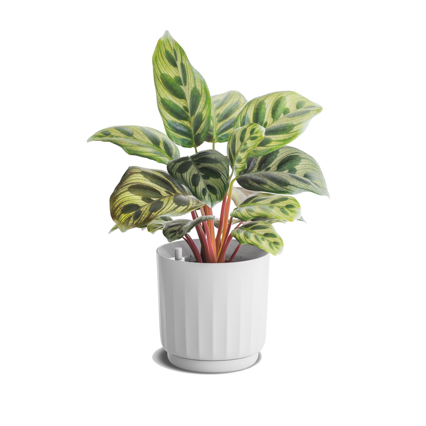 LYF White (Smart Plant Keeper) – Planteia