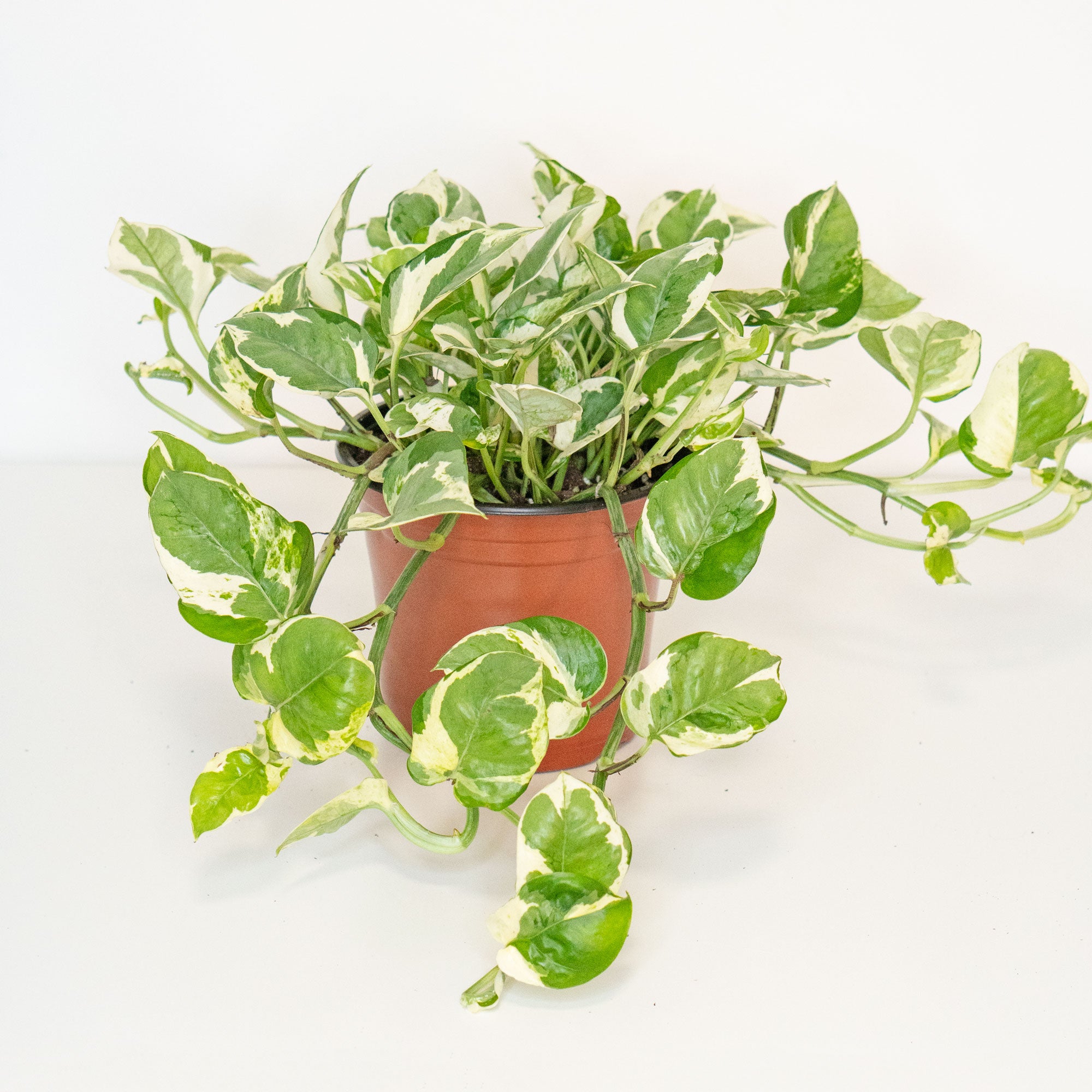 Pothos NJoy | Planteia